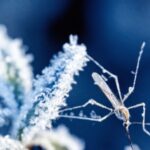 Discover the Fascinating Process of Mosquito Mating| Insecto Guide